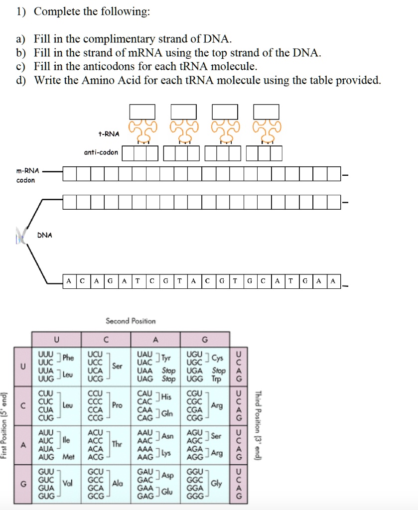 SOLVED: 1) Complete the following: a) Fill in the complimentary strand ...