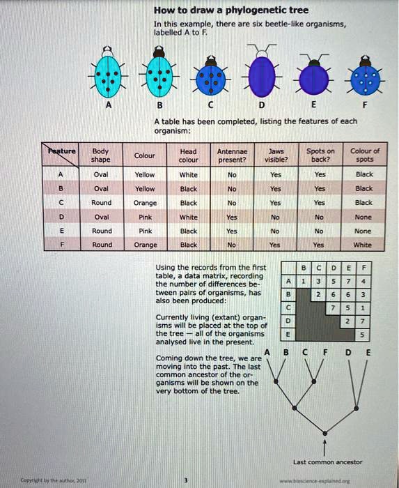 how to draw phylogenetic tree this examplc therc arc six bectlc like ...