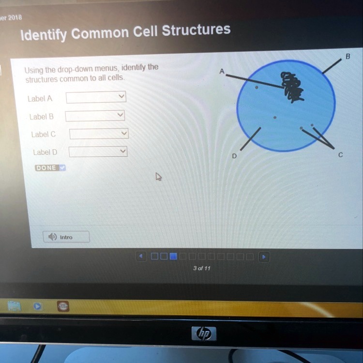 mer 2018 Identify Common Cell Structures Using the drop-down menus, identify the structures ...
