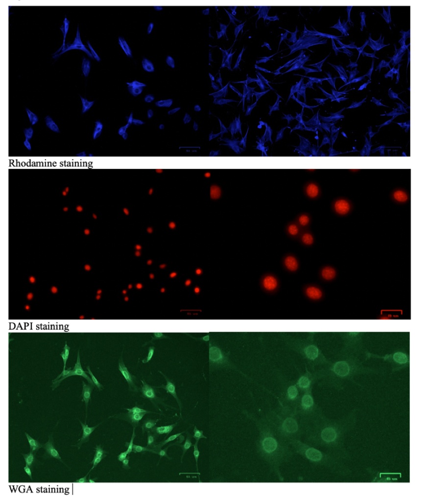 Rhodamine staining DAPI staining WGA staining
