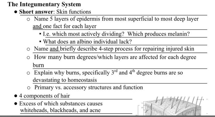 SOLVED: The Integumentary System Short answer: Skin functions - Name 5 layers of epidermis from ...