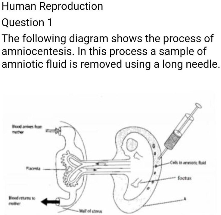 Human Reproduction Question 1 The following diagram shows the process ...