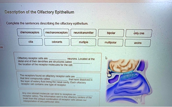 Description of the Olfactory Epithelium Complete the sentences ...