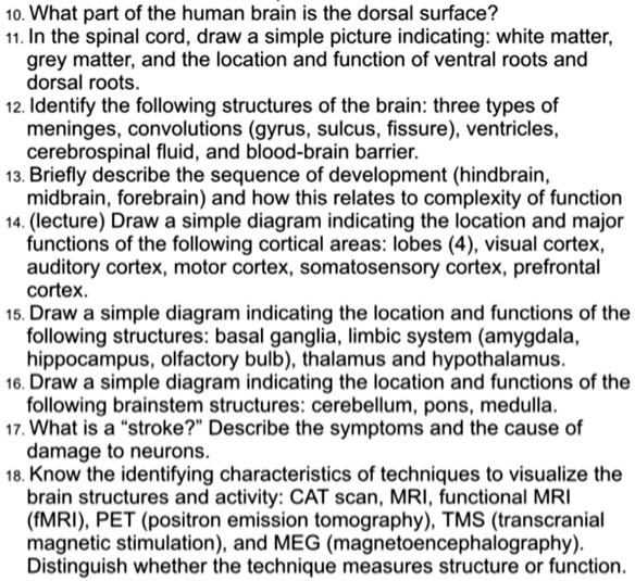 SOLVED: 1. What part of the human brain is the dorsal surface? 2. In the spinal cord, draw a ...