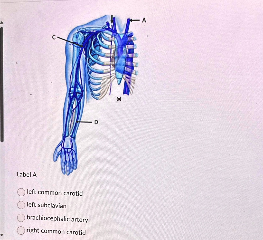 SOLVED: (a) Label A Left common carotid Left subclavian Brachiocephalic artery Right common carotid