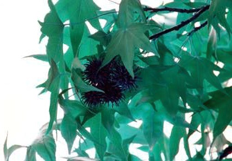 read the article and use the key to identify the family of the tree ...