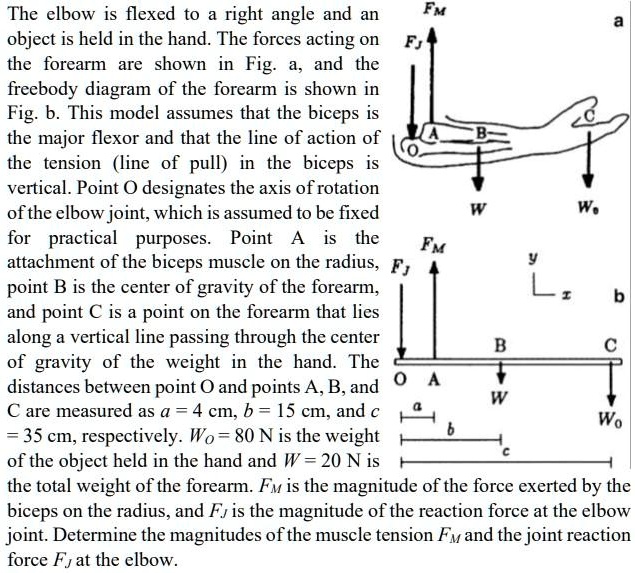 The elbow is flexed to a right angle and an object is held in the hand. The forces acting on the ...