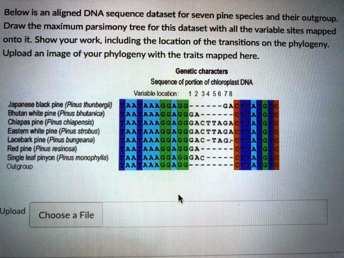 SOLVED: Below is an aligned DNA sequence dataset for seven pine species and their outgroup. Draw ...