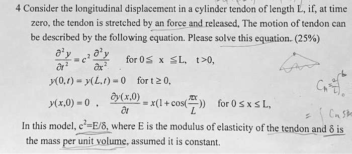 4 Consider the longitudinal displacement in a cylinder tendon of length ...