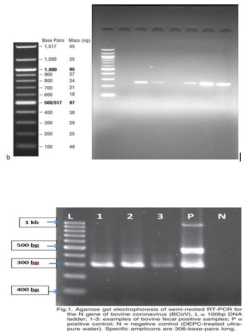 Fig. 1. Agarose gel electrophoresis of semi-nested RT-PCR for the N ...