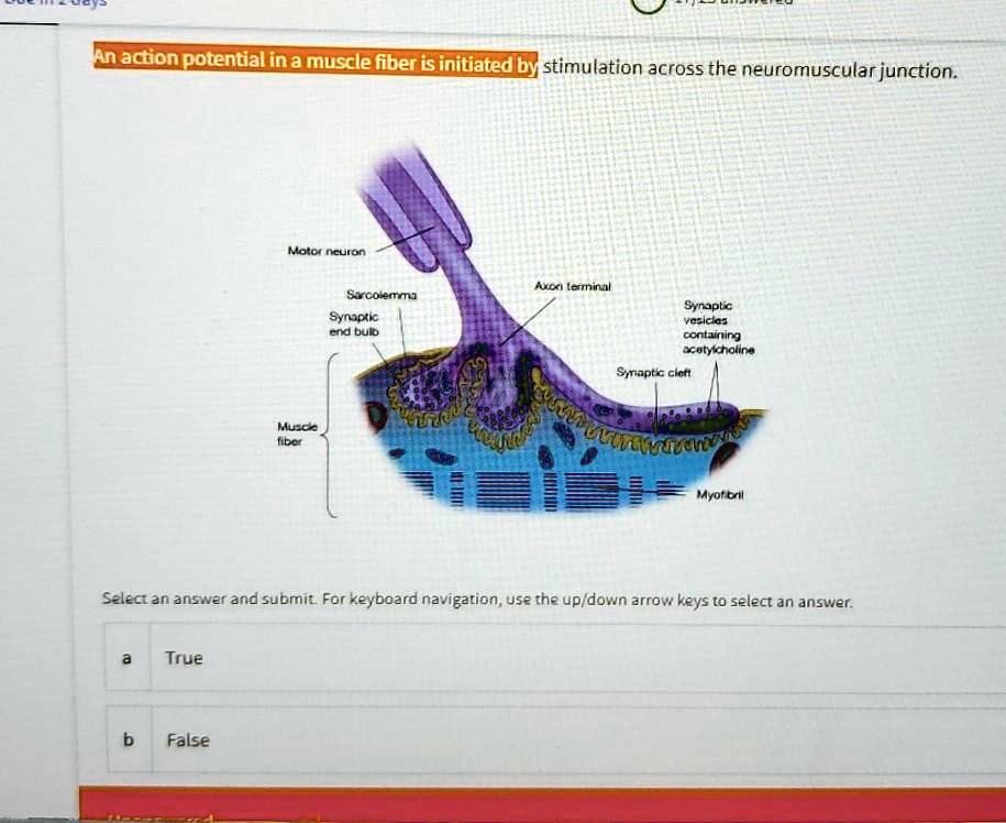 An action potential in a muscle fiber is initiated by stimulation ...