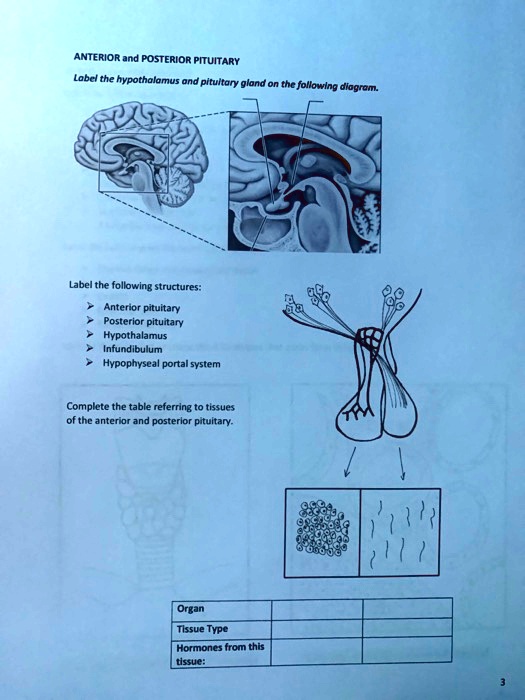 SOLVED: Text: ANTERIOR and POSTERIOR PITUITARY Label the hypothalamus ... SOLVED: Text: ANTERIOR and POSTERIOR PITUITARY Label the hypothalamus ...