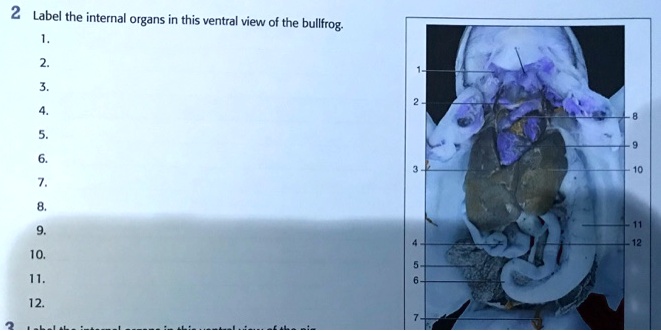 label the internal organs in this ventral view of the bullfrog 48658