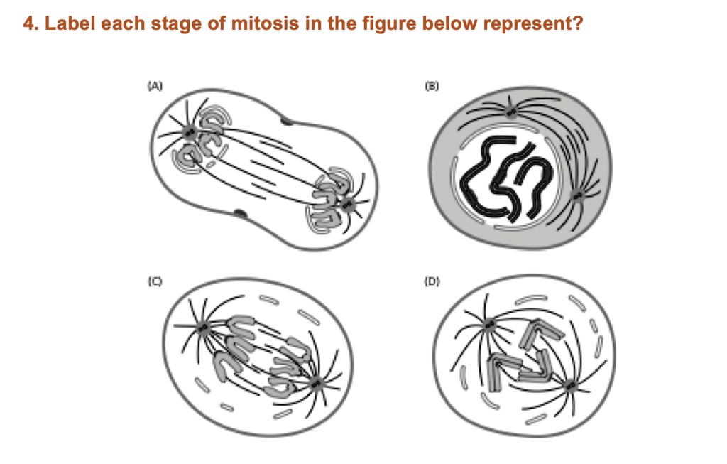 SOLVED: 4. Label each stage of mitosis in the figure below represent? (A) (B) (D)