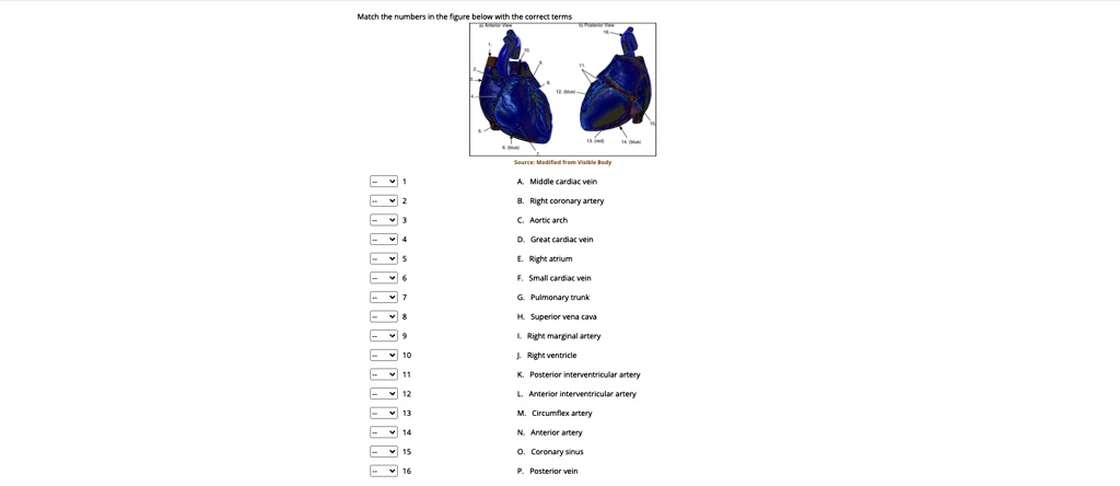 SOLVED: Middle cardiac vein Right coronary artery Aortic arch D. Great ...