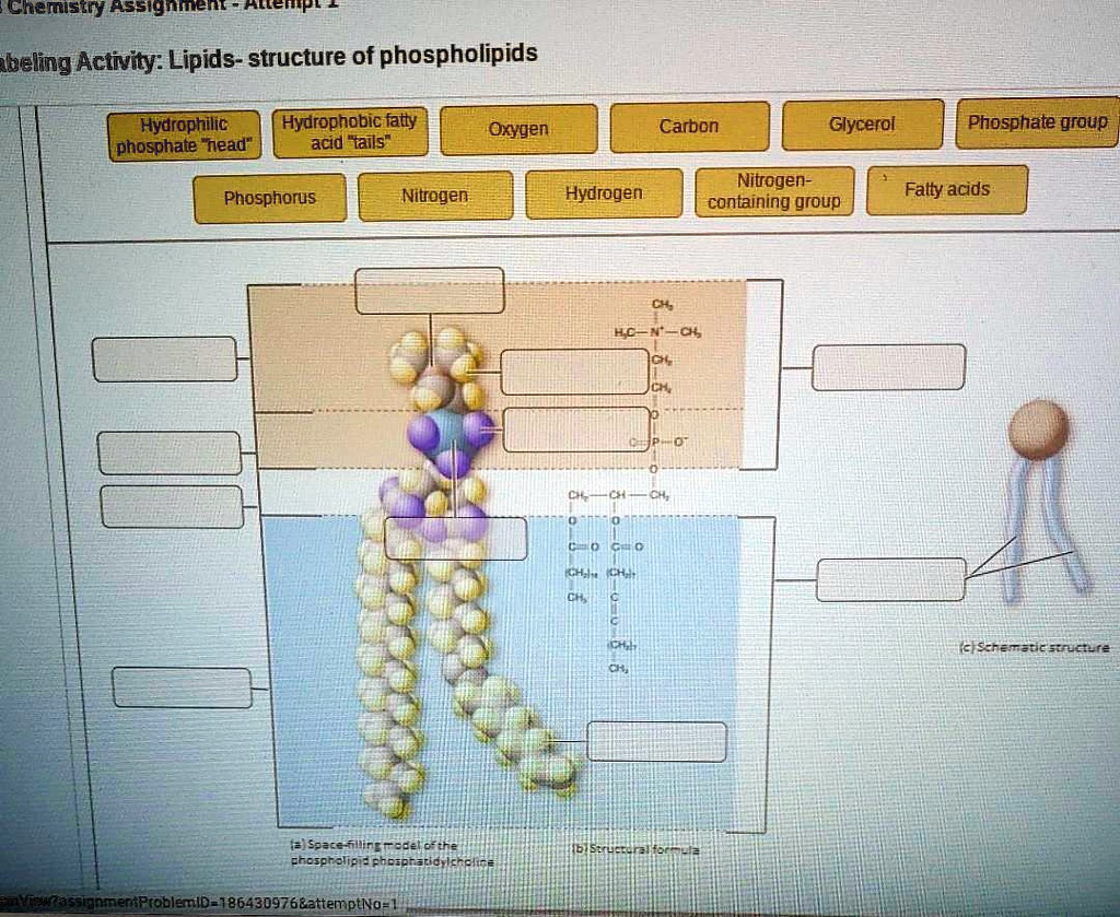 Chemistry Assignment - Attempt 1 Labeling Activity: Lipids- structure ...