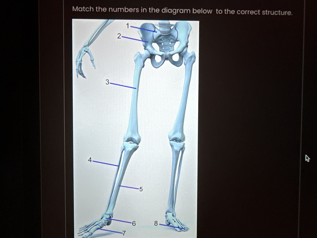 Match the numbers in the diagram below to the correct structure.