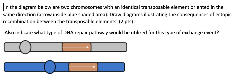 SOLVED: Iin the diagram below are two chromosomes with an identical ...
