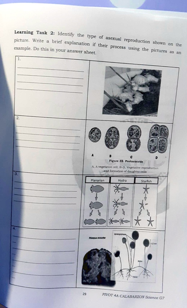 Learning Task 2: Identify the type of asexual reproduction shown on the picture. Write a brief ...