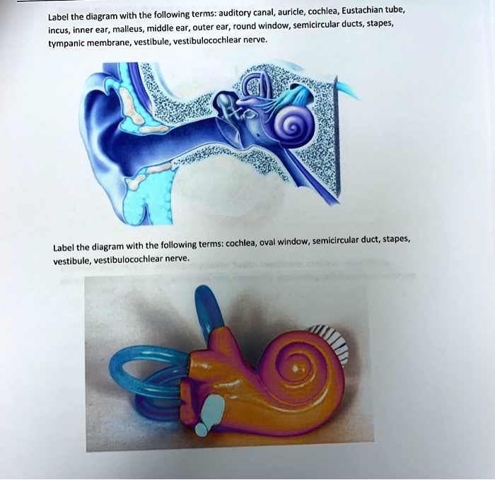SOLVED: Label the diagram with the following terms: auditory canal ...