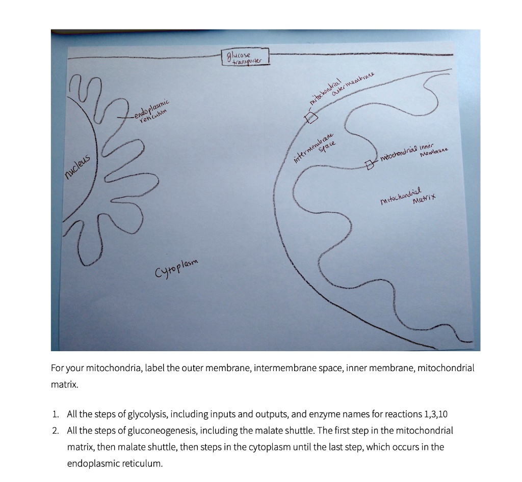 nucleus -endoplasmic reticulum glucose transporter Cytoplasm ...