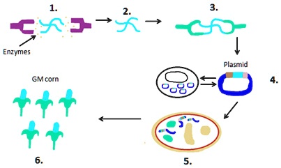 SOLVED: 'The diagram illustrates the process of creating genetically ...