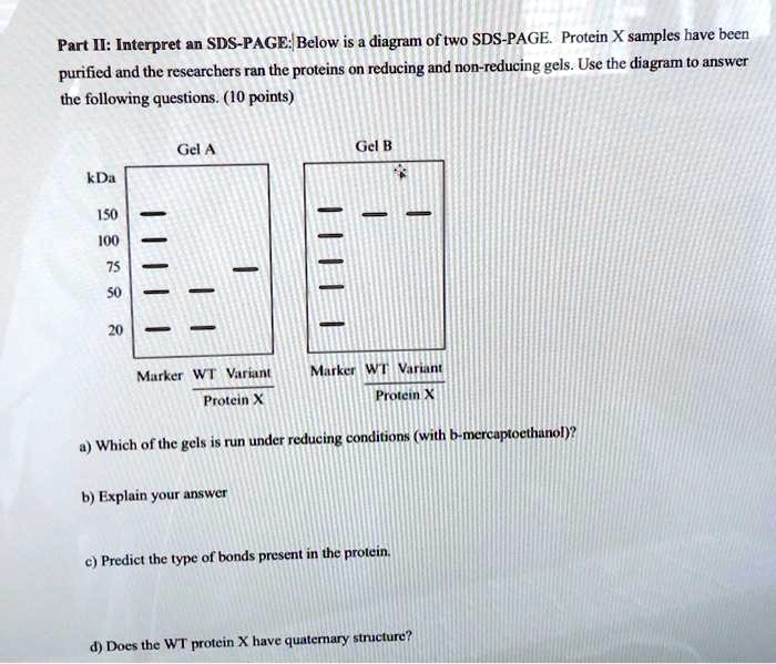 part ii interpret an sds page below is diagram of two sds page protein ...