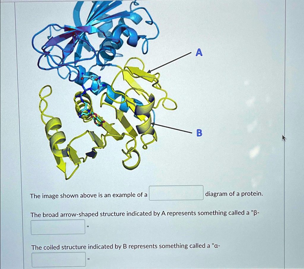 The image shown above is an example of a diagram of a protein. The ...