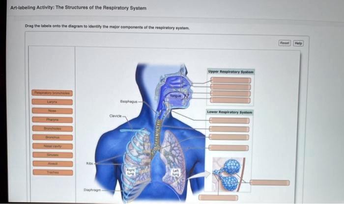 art labeling activitythe structures of the respiratory system drag the ...