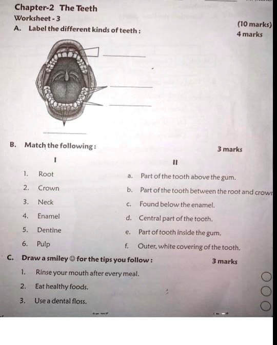 SOLVED: Chapter 2: The Teeth Worksheet - 3 Label the different kinds of ...