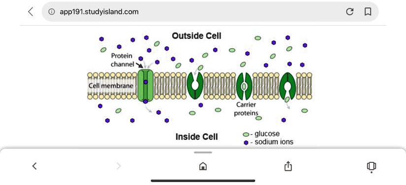 Protein channel Cell membrane Outside Cell Inside Cell Carrier proteins ...