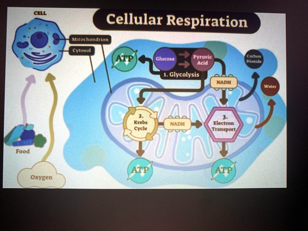 SOLVED: 'PLEASE HELP ASAP. Using the cellular respiration model, evaluate each of the statements ...