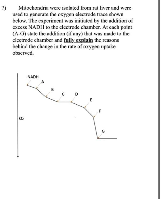 7 mitochondria were isolated from rat liver and were used to generate ...