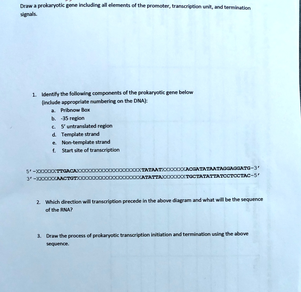 Draw a prokaryotic gene including all elements of the promoter ...