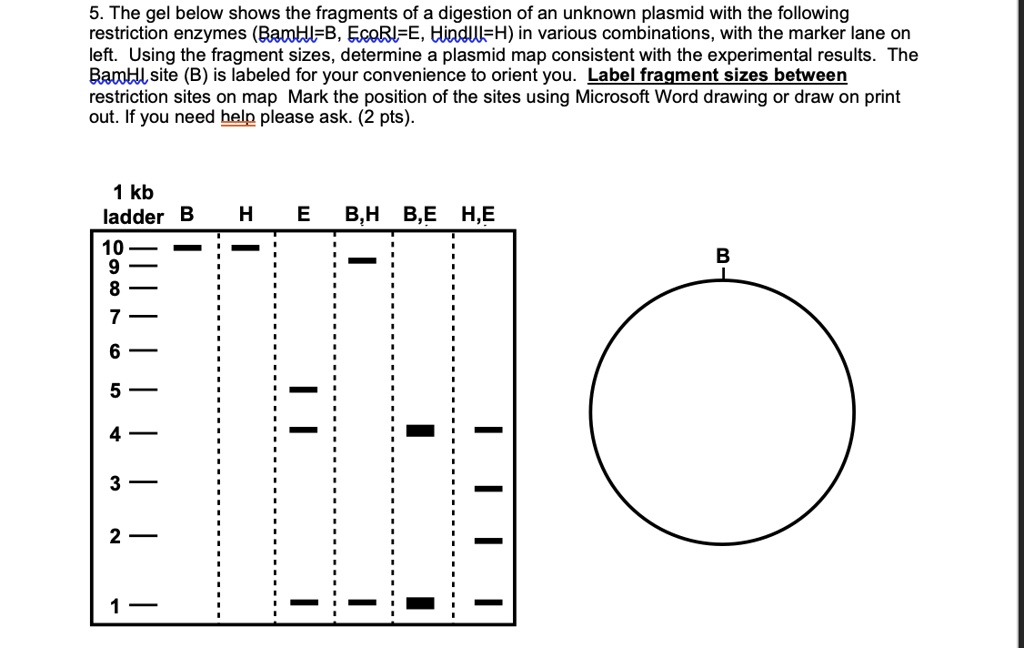 SOLVED: 5. The gel below shows the fragments of a digestion of an unknown plasmid with the ...