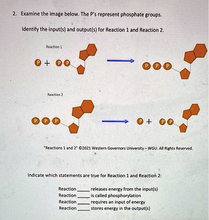 examine the image below the ps represent phosphate groups identify the ...