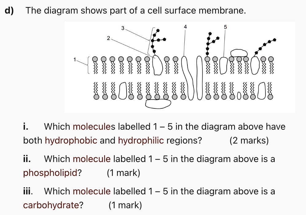 d) The diagram shows part of a cell surface membrane: Which molecules labelled 1 5 in the ...