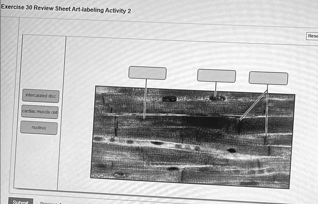 exercise 30 review sheet art labeling activity 2 exercise 30 review ... exercise 30 review sheet art labeling activity 2 exercise 30 review ...