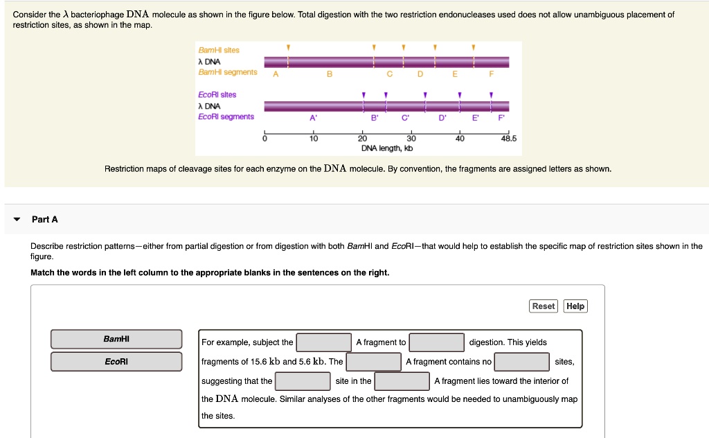 SOLVED:Consider the bacteriophage DNA molecule as shown in the figure ...