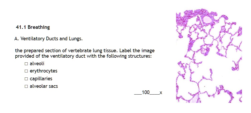 41.1 Breathing A. Ventilatory Ducts and Lungs. the prepared section of ...