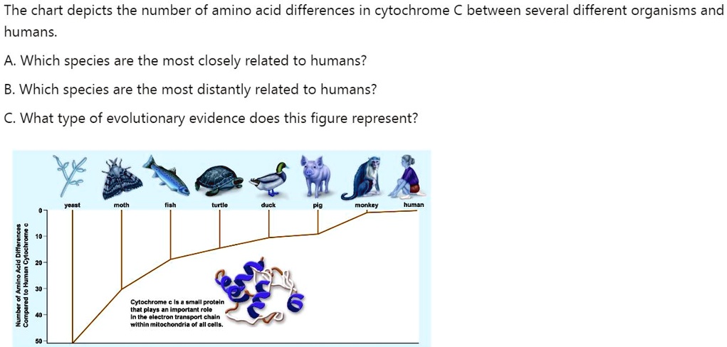 SOLVED: The chart depicts the number of amino acid differences in ... SOLVED: The chart depicts the number of amino acid differences in ...