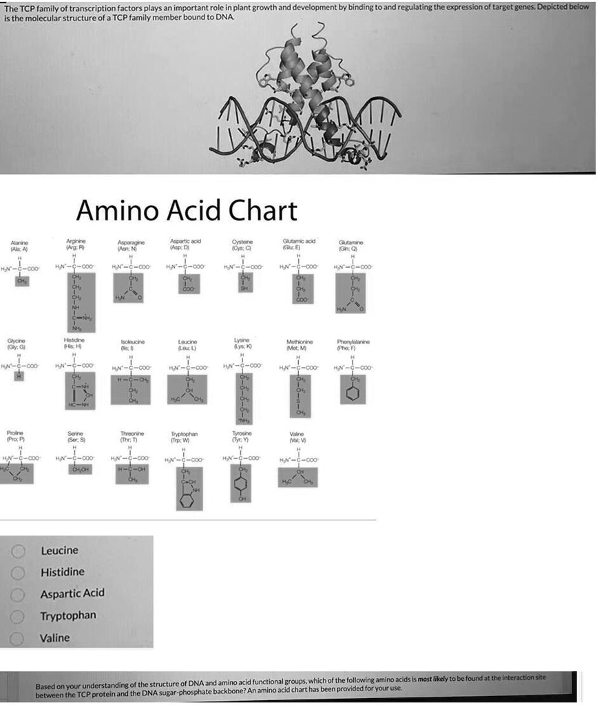 The TCP family of transcription factors plays an important role in ...