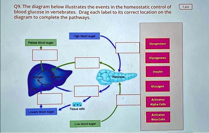 The diagram below illustrates the events in the homeostatic control of ...