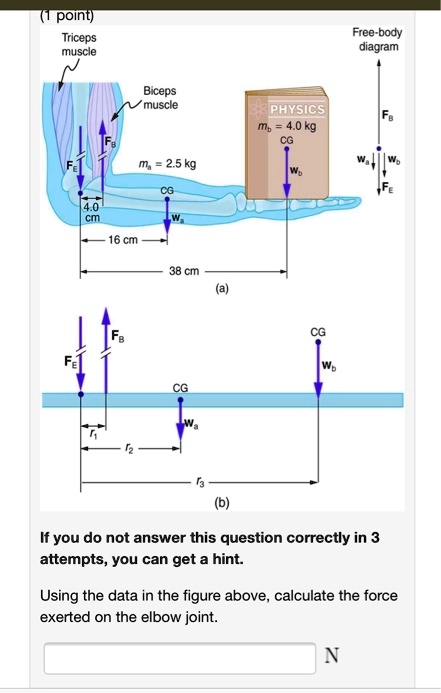 point triceps muscle freo body diagram biceps muscle physics 40kg 25 kg ...