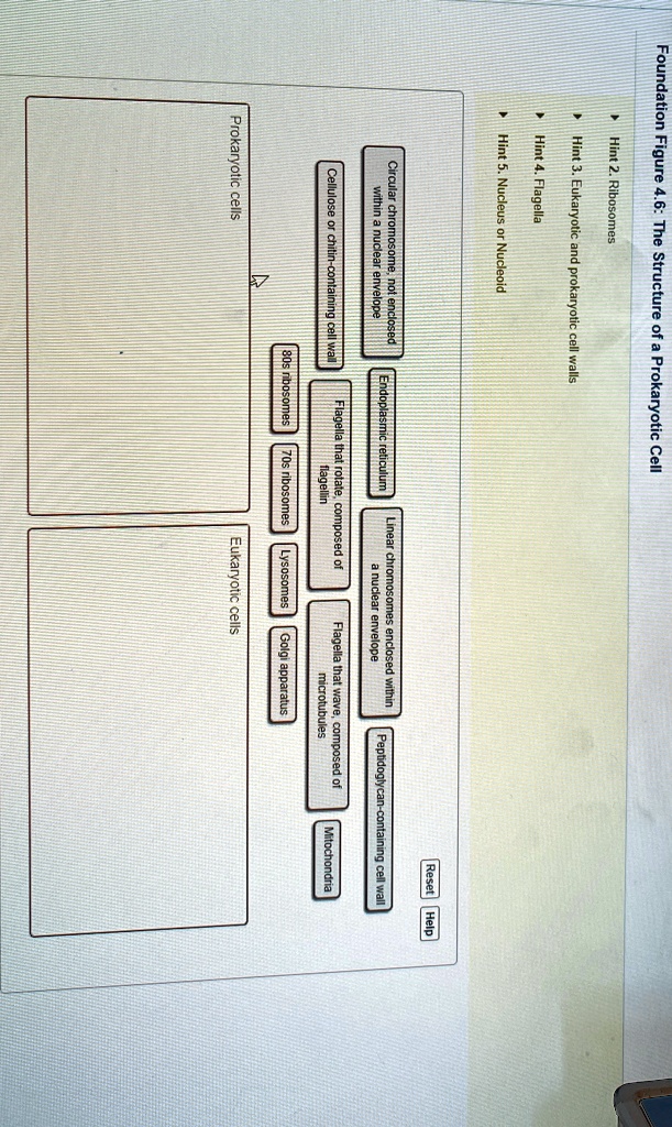 foundation figure 46 the structure of a prokaryotic cell hint 2 ...