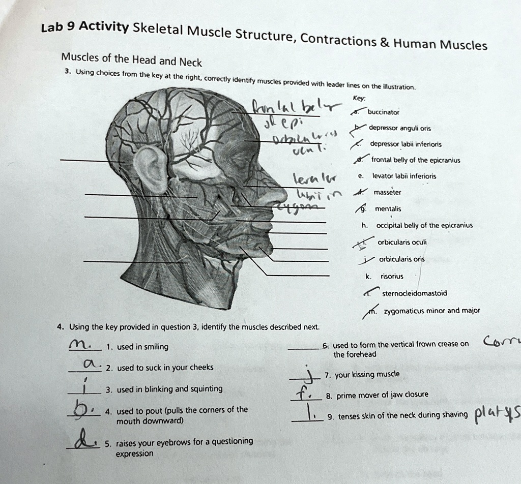 Lab 9 Activity Skeletal Muscle Structure, Contractions Human Muscles Muscles of the Head and ...