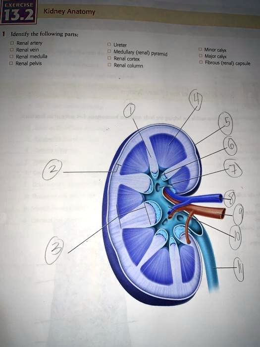 Exercise 13.2: Kidney Anatomy Identify the following parts: - Renal ...