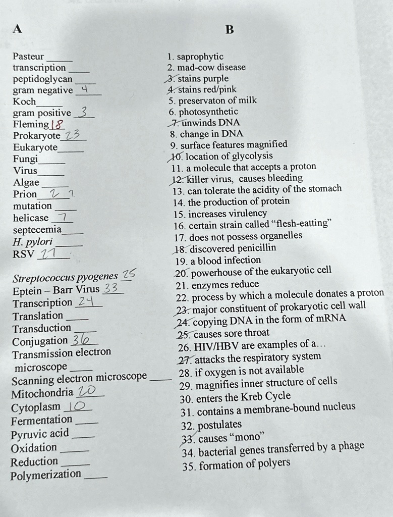 streptococcus pyogenes 25 epstein barr virus 33 transcription ...