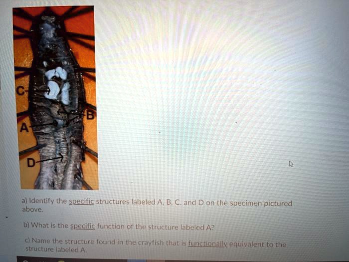 SOLVED: Identify the specitic structures labeled A B; Cand D on the specinien pictured above; b ...