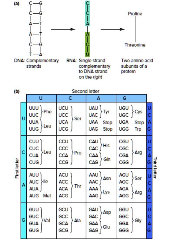 SOLVED: Proline Threonine DNA: Complementary RNA: Single strand strands ...